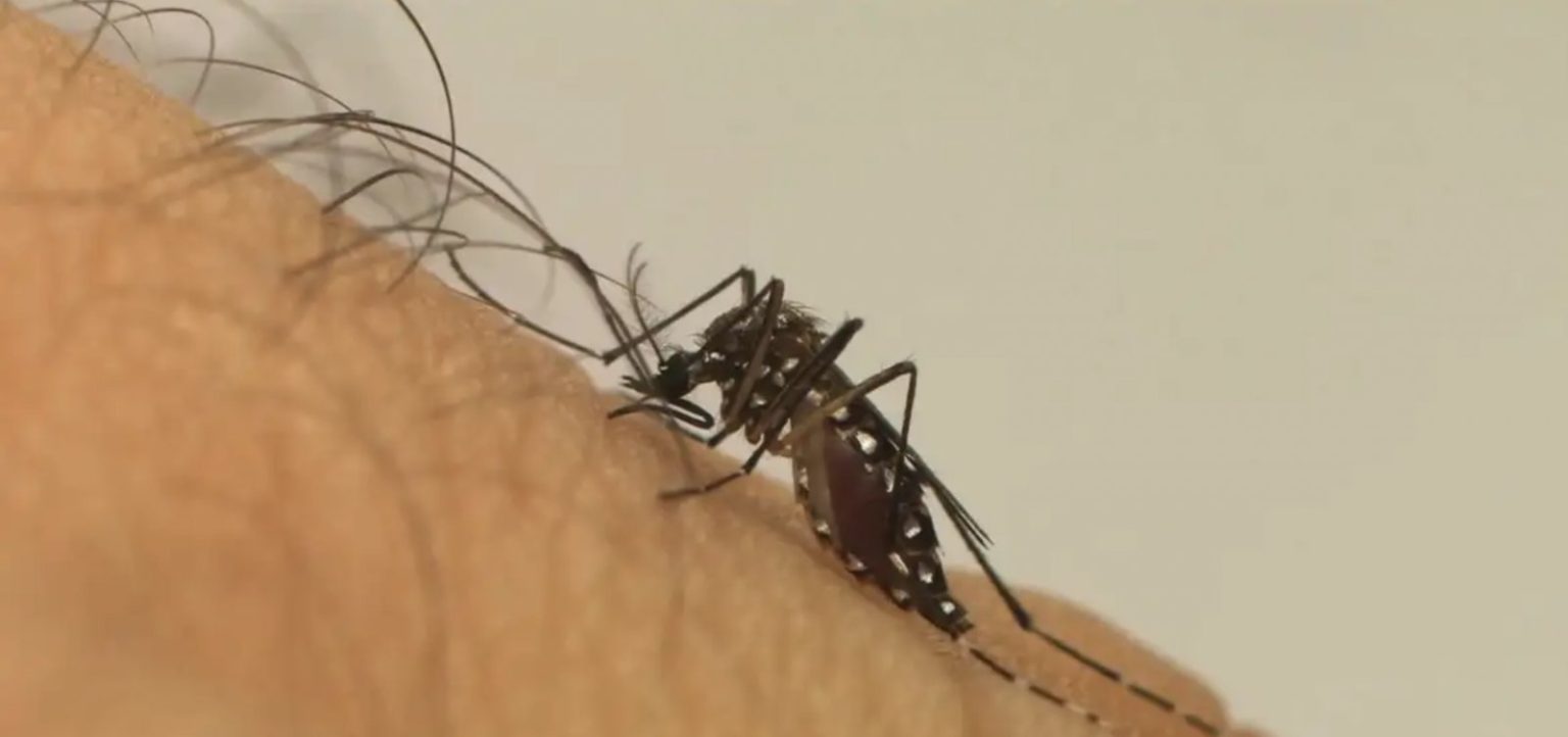 OMS lança guia inédito para acelerar tratamento da dengue em crianças ...